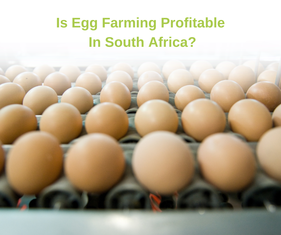 Is Egg Farming Profitable In South Africa? – Mpact Plastic Containers ...