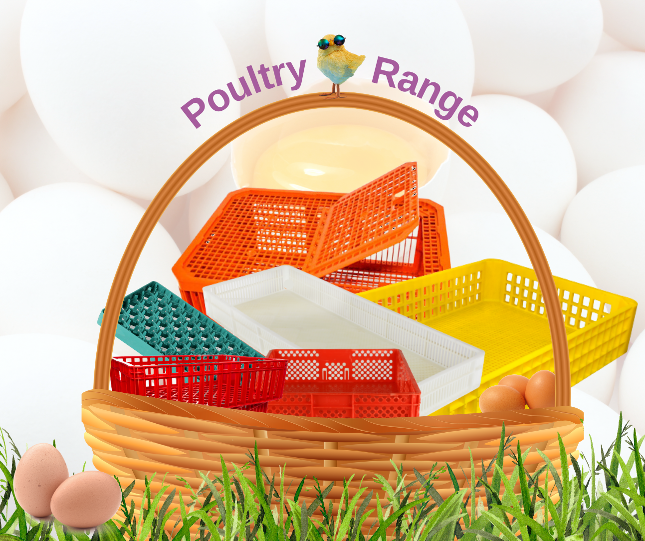 Maximise Flock Efficiency with Our Poultry Crate Range – Mpact Plastic Containers Castleview Pty Ltd